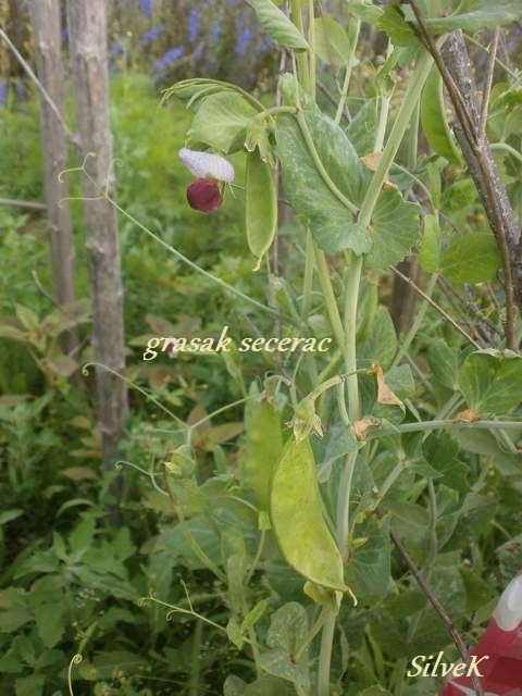 Grašak šećerac – Pisum sativum | Biovrt - u skladu s prirodom
