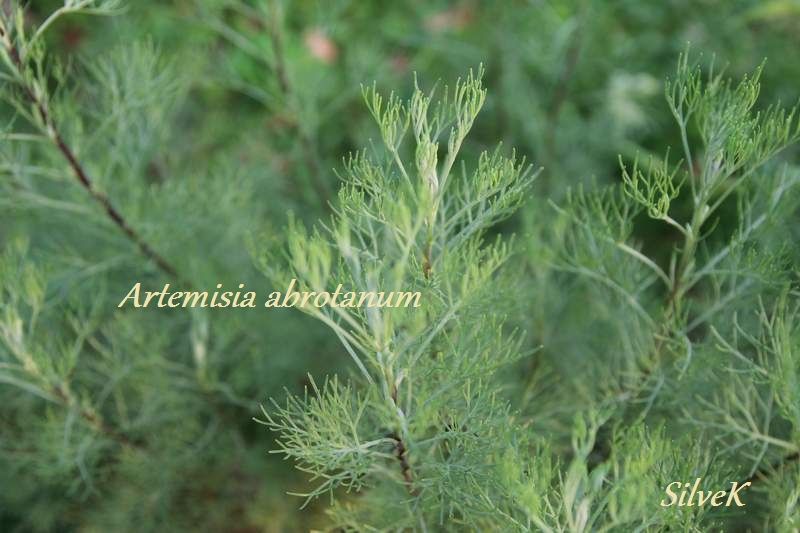Pelin “cola” – Artemisia abrotanum – sadnica | Biovrt - u skladu s prirodom