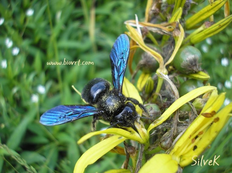 Crna pčela drvarica – Xylocopa violacea | Biovrt - u skladu s prirodom