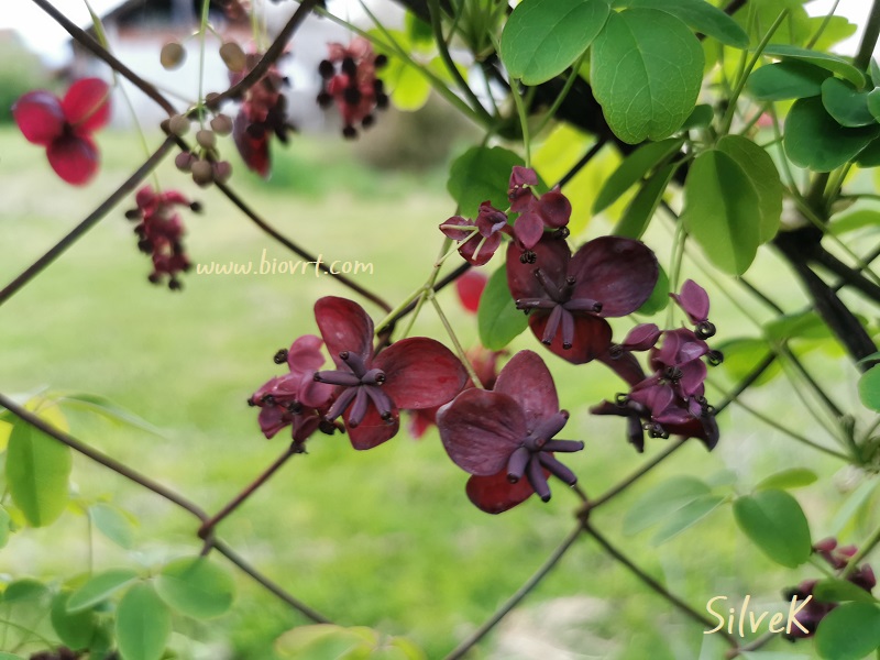 Akebia quinata – penjačica “plava banana” | Biovrt - u skladu s prirodom