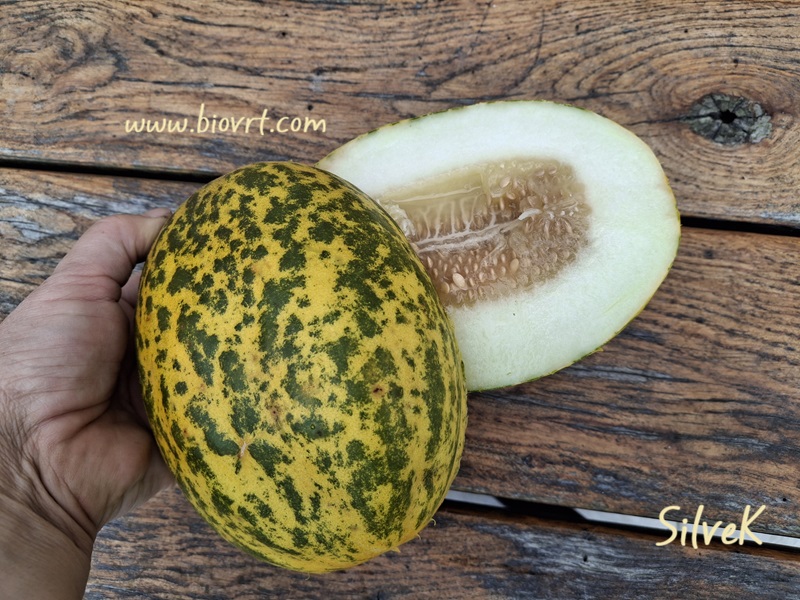 Dinja Kuvan starinska – Cucumis melo | Biovrt - u skladu s prirodom